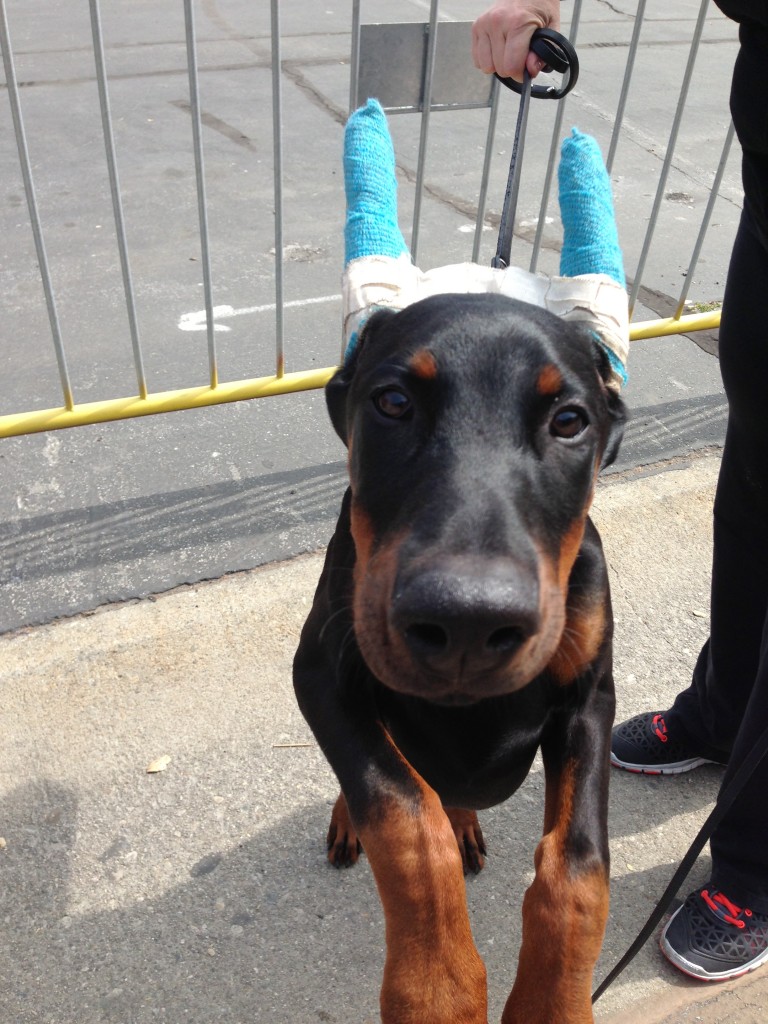 When Being Dog Bait Is the Least of My Problems - Carilyn Johnson